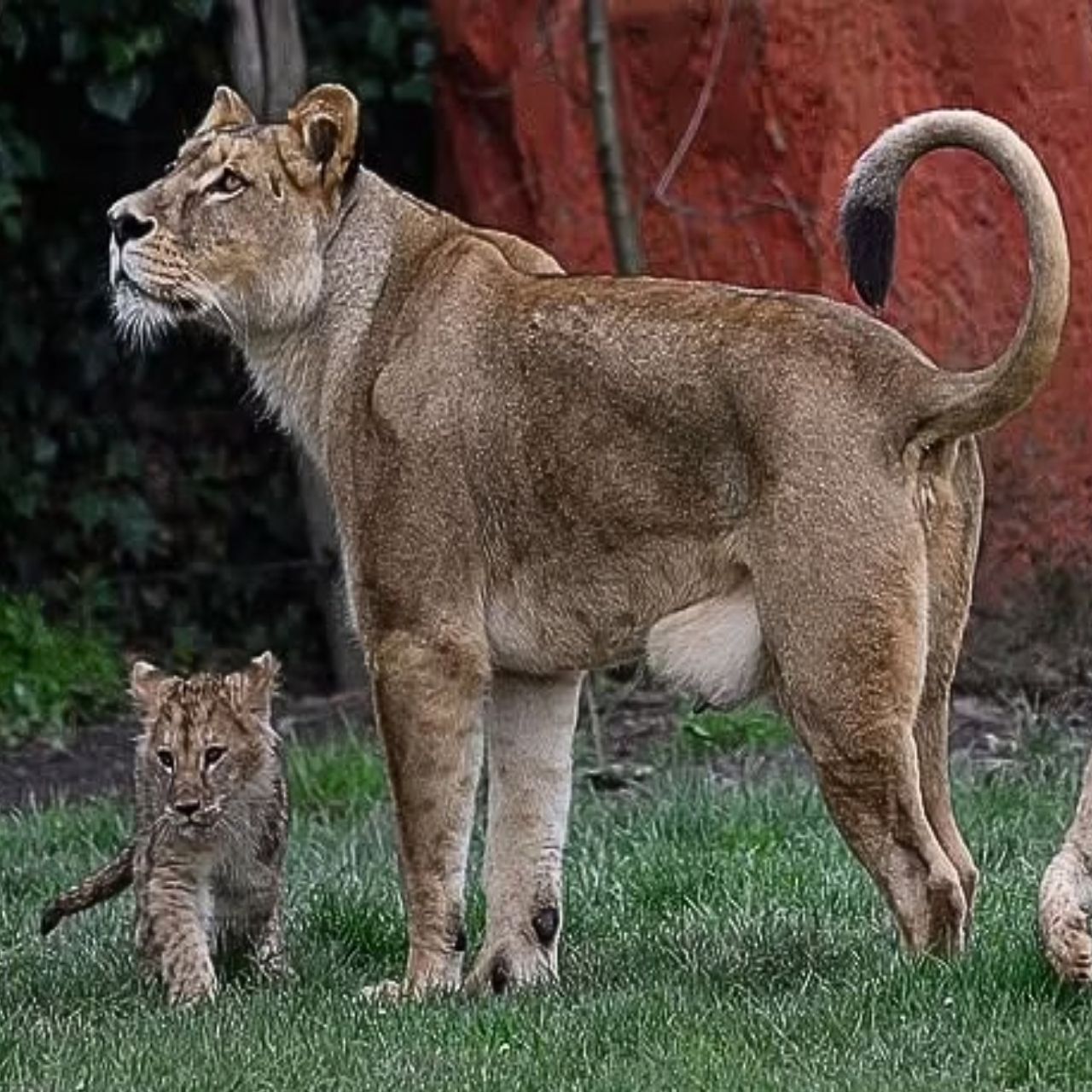 Amazing Discovery: Lioness Photographed in Chad After Two Decades