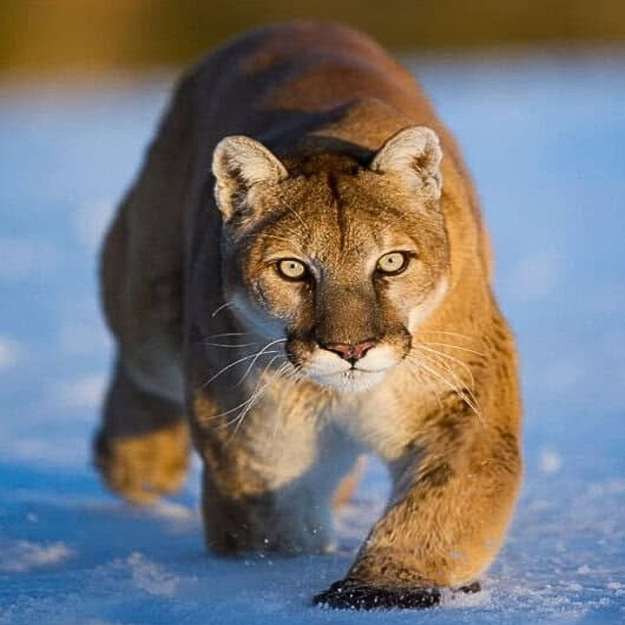 Meet Messi: The Puma Who Became a Family Member