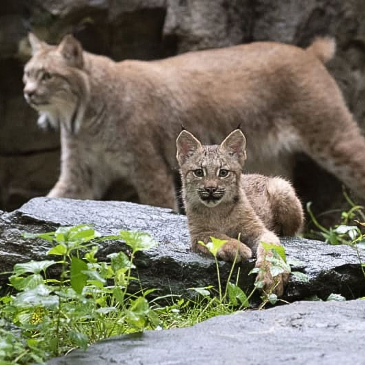 Meet the Adorable Canada Lynx Cubs Making Their Debut at the Queens Zoo