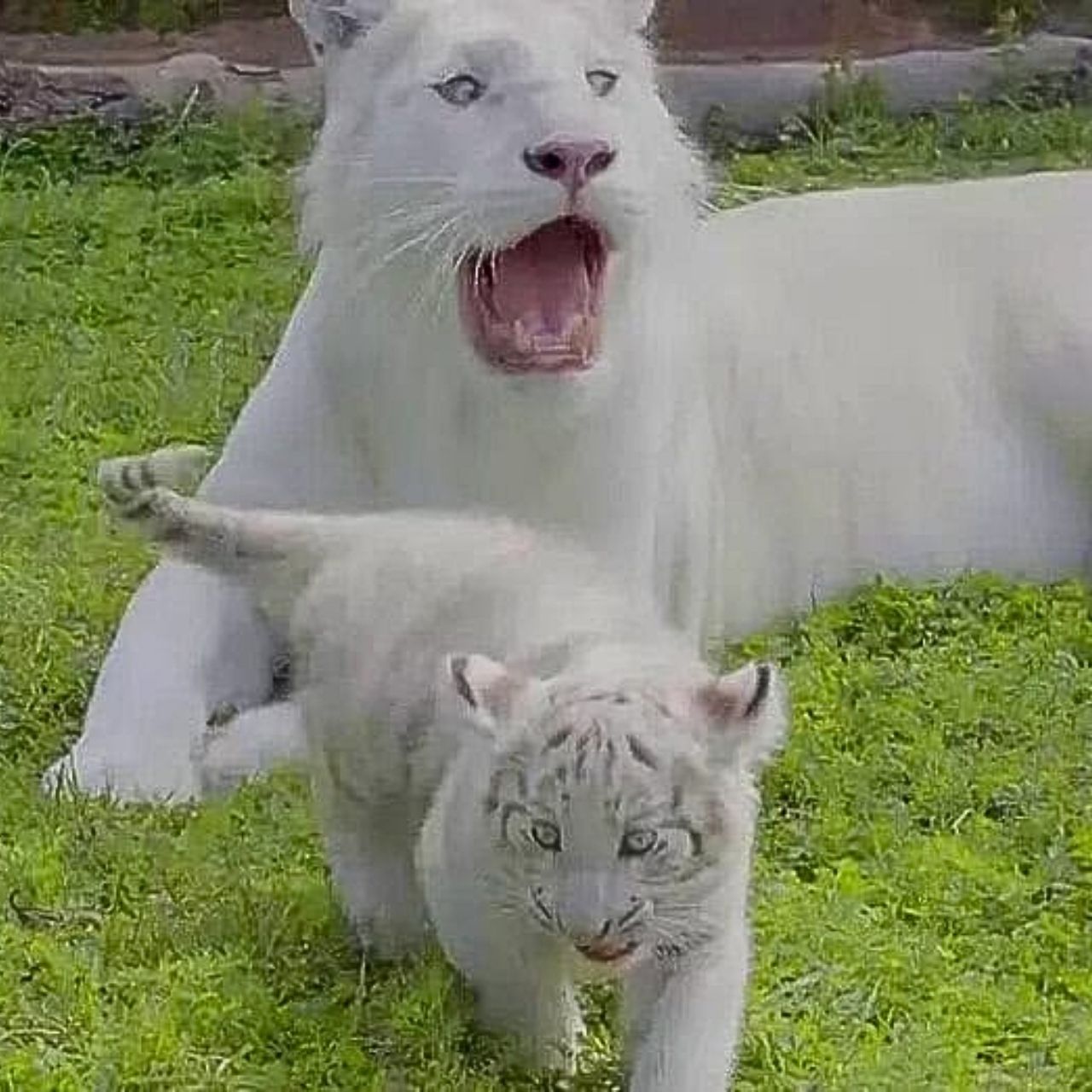Meet Zuri and Tristán: The Adorable White Tiger Cubs at Señaviva
