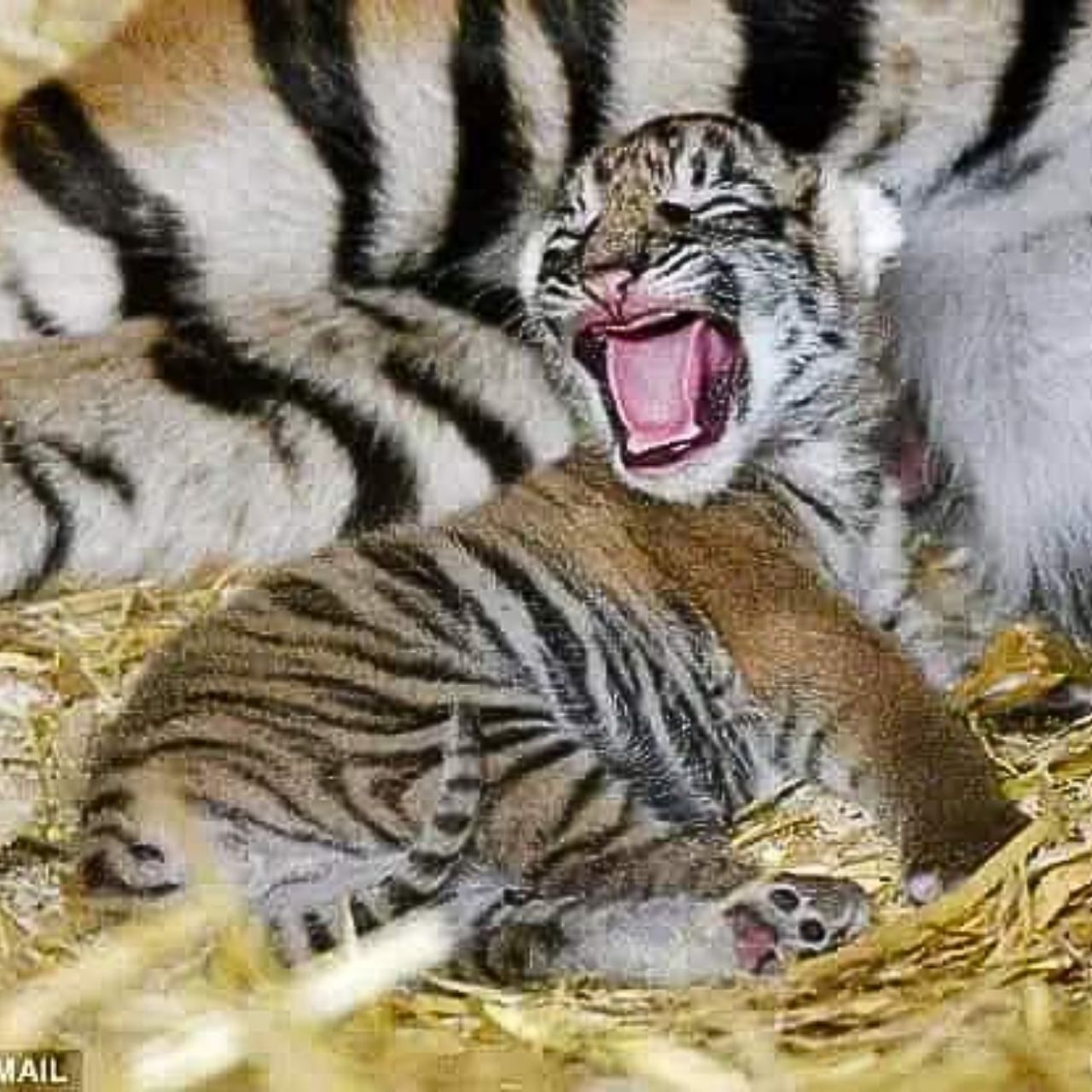 Exciting Birth of a Rare Sumatran Tiger Cub at North Yorkshire Zoo