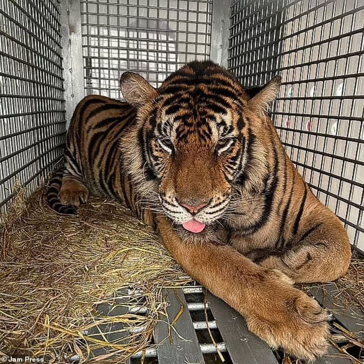 Rescue Mission: Overweight Tiger Gets a New Lease on Life