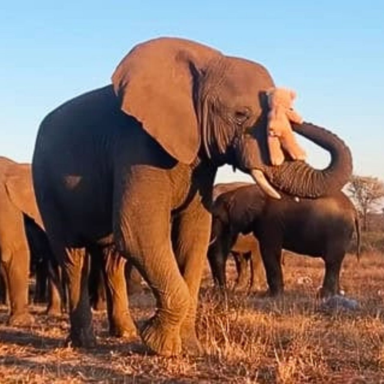 Exploring the Unique Personalities of Elephants: A Student's Masterpiece