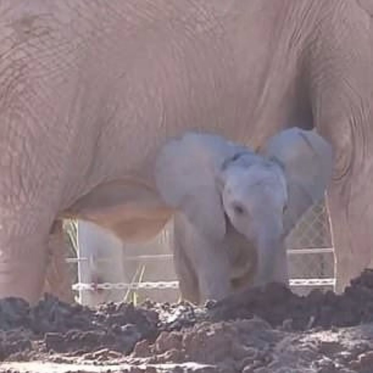 Playful Elephant Nandi Captivates Zoo Visitors with Ball Antics