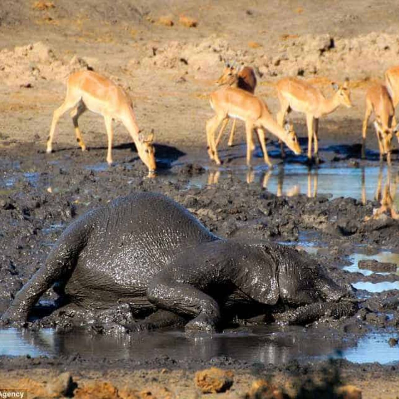 Baby Elephant's Adorable Mud Spa Day at Kruger National Park