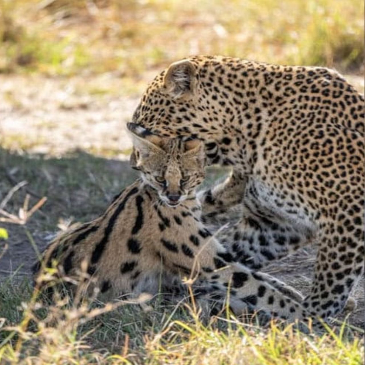 Nature's Dramatic Encounter: A Leopard's Relentless Pursuit