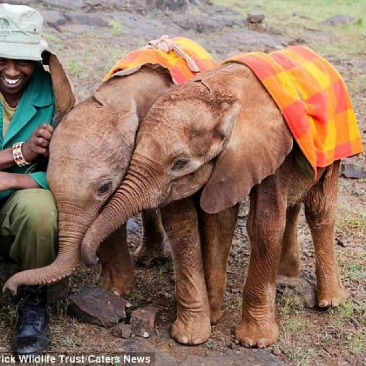 Caring for Orphaned Elephants: A Heartwarming Journey