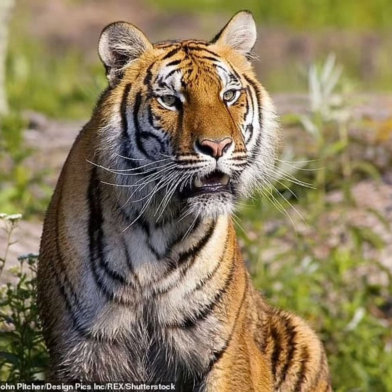 Wild Tiger Populations Roar Back: New Study Shows 40% Increase