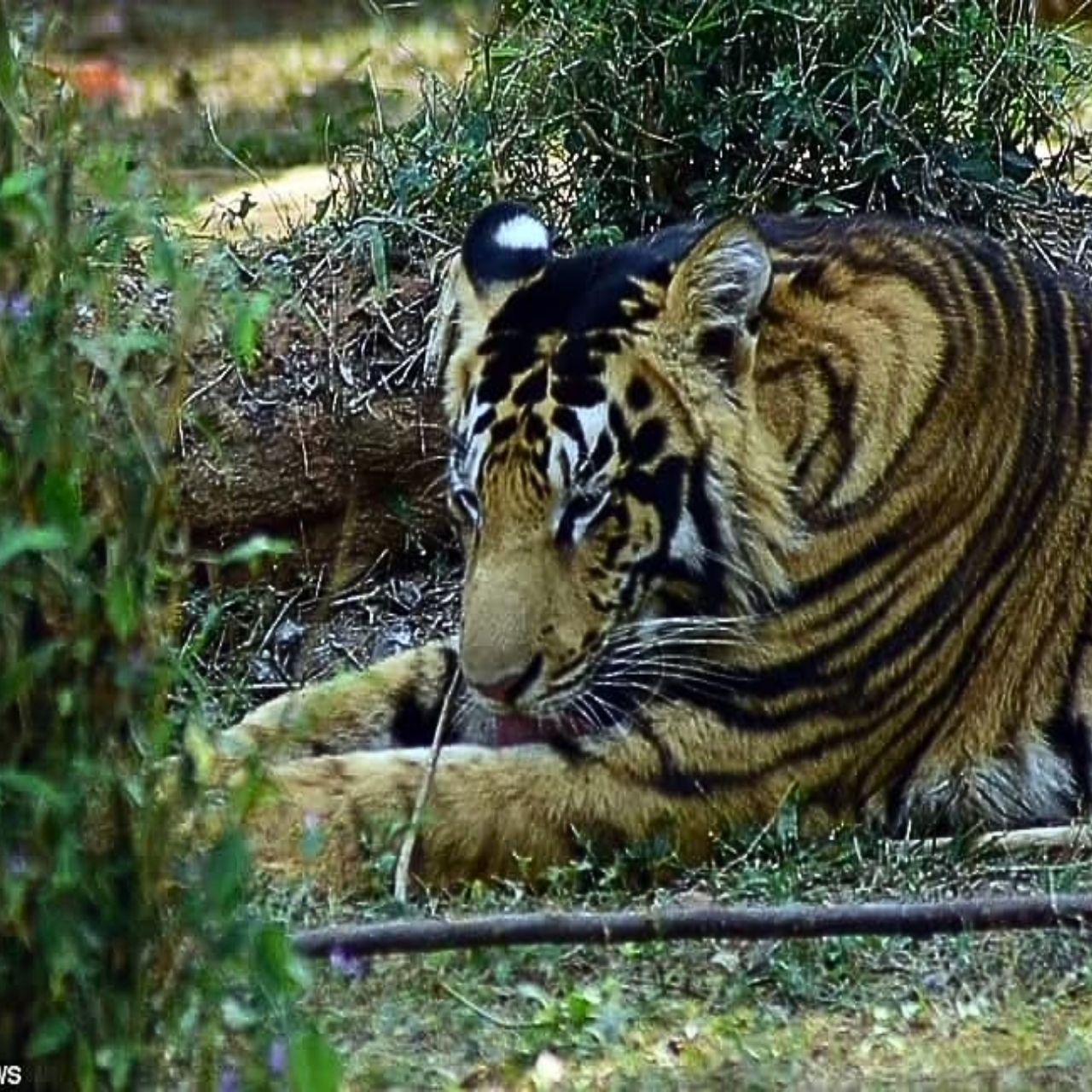 Rare Black Tigers Photographed in India: A Stunning Discovery