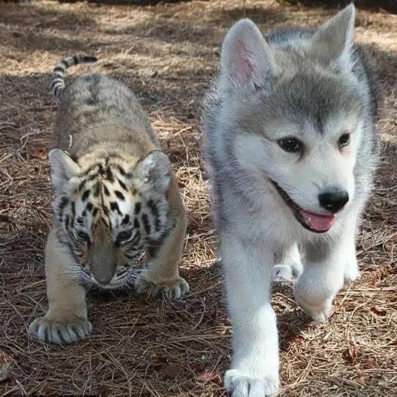 The Unlikely Friendship of a Timber Wolf and a Bengal Tiger Cub