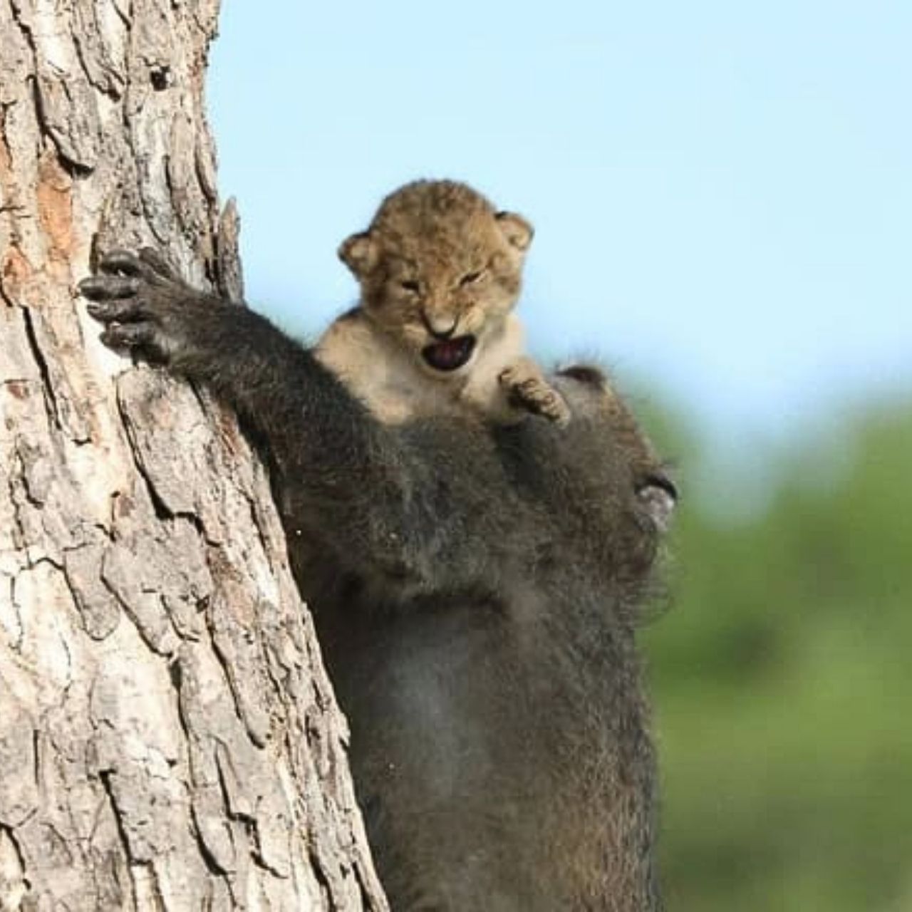 Unexpected Bond: A Baboon Cares for a Lion Cub in Kruger National Park