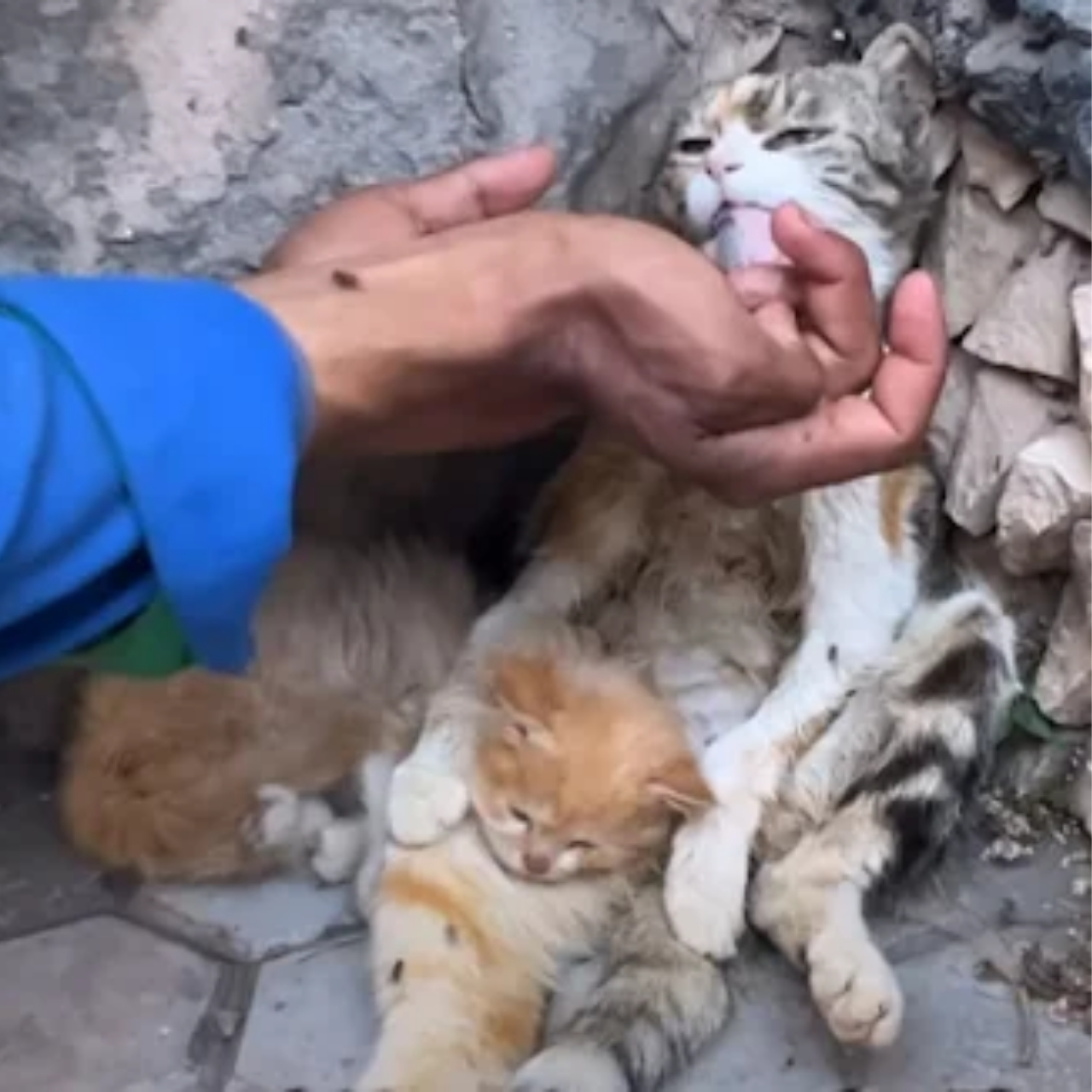 Rescuing Hope: A Mother's Triumph and a Kitten's Heartwarming Tale