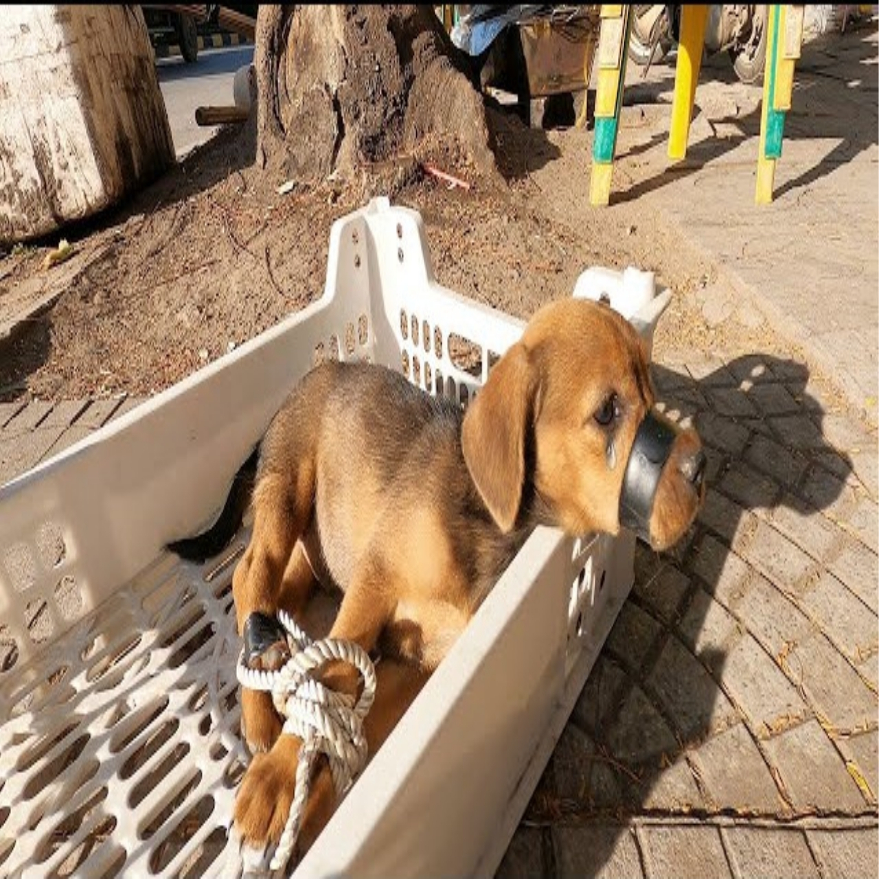 Heroic Rescue: An Inspiring Tale of Compassion Triumphing Over Cruelty