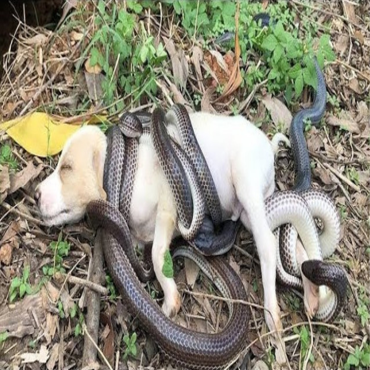 Heroic Dog Max Saves Owner from Venomous Snakes in Heartwarming Tale of ...