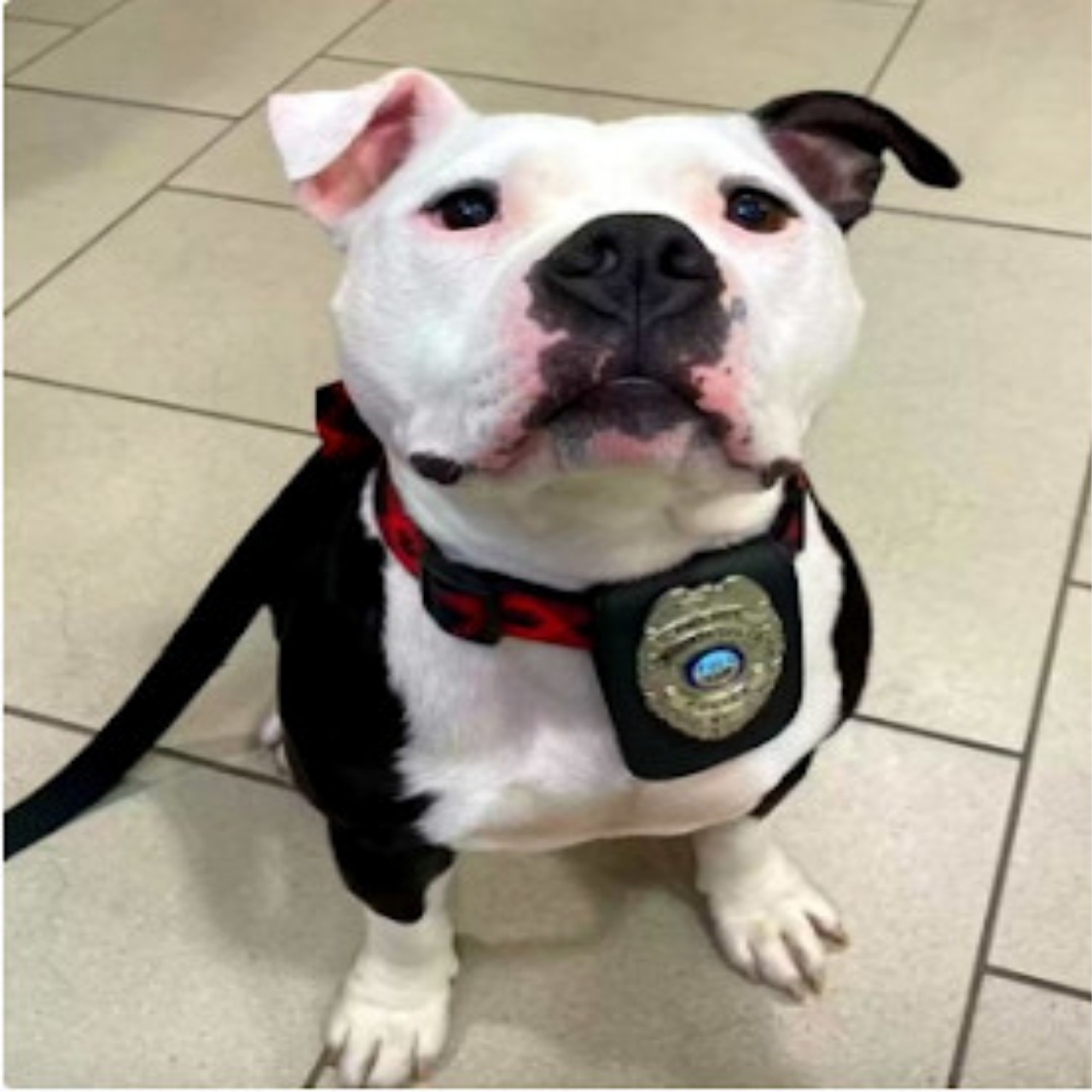Pit Bull Bolo Joins Hopkinsville Police as Beloved Honorary "Paw-trol ...