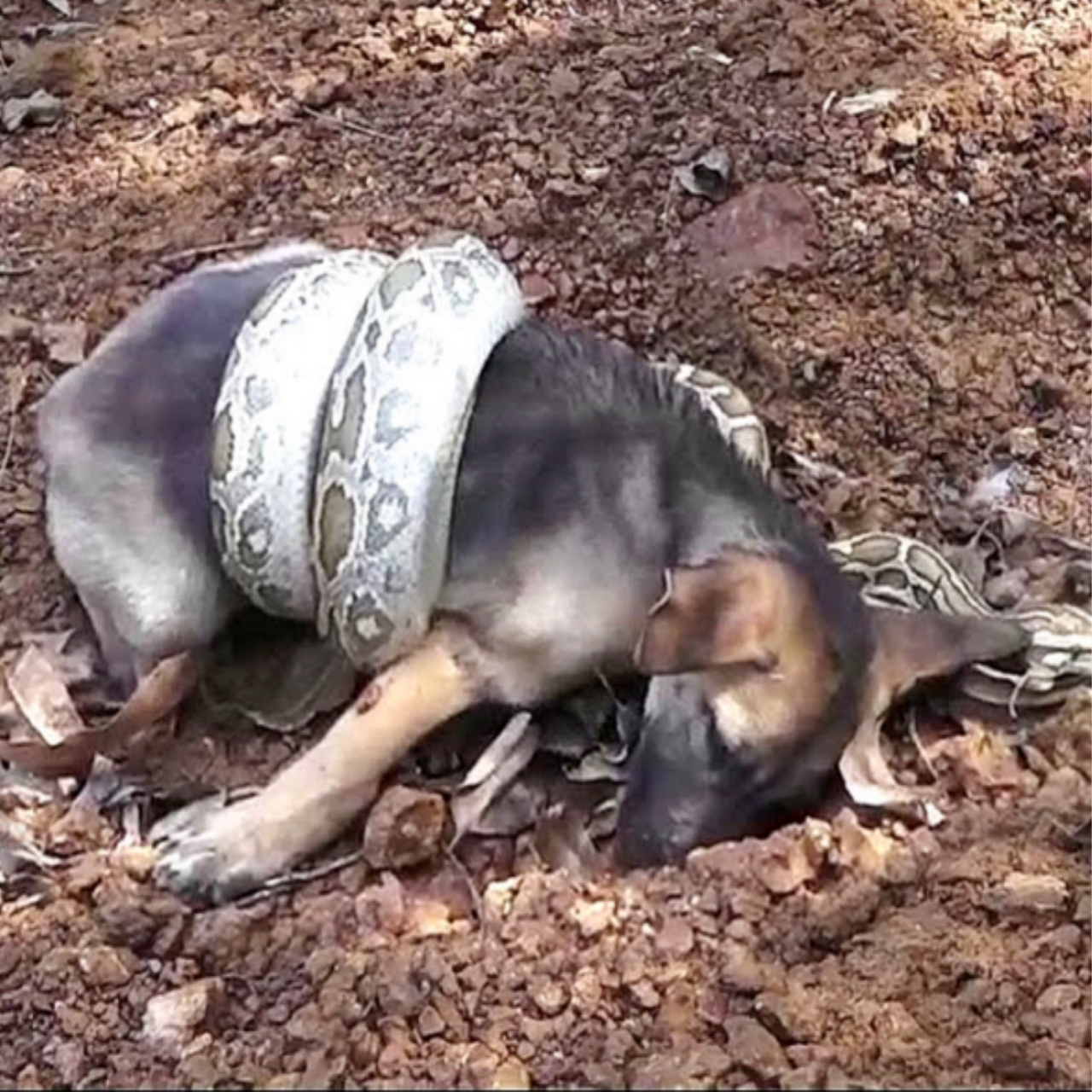 Heroic Rescue: Passerby Saves Puppy from Carpet Python's Deadly Grip