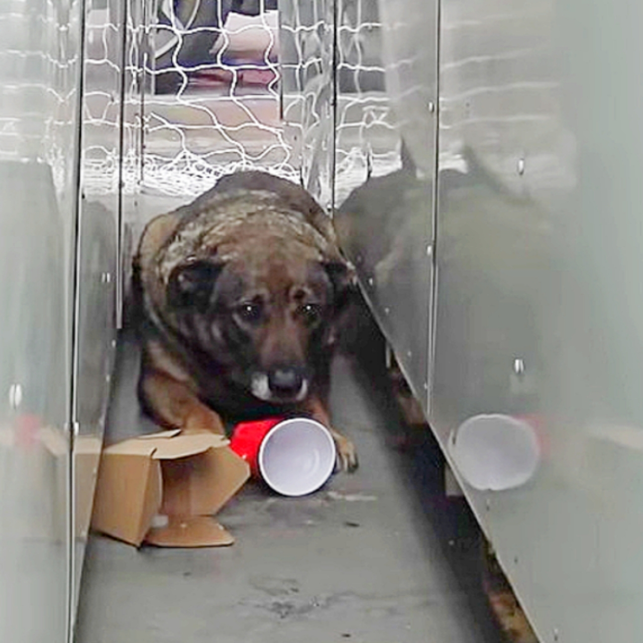 Rescued German Shepherd Finds New Life After Haunting Cry for Help