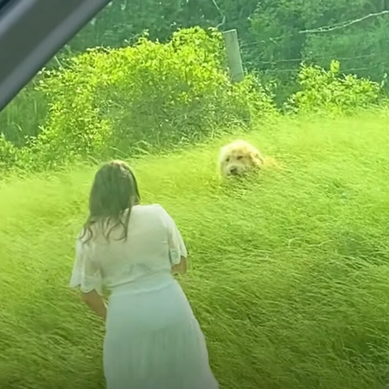 From Roadside to Rescue: Michigan Sisters Save Stray Dog and Name Him ...