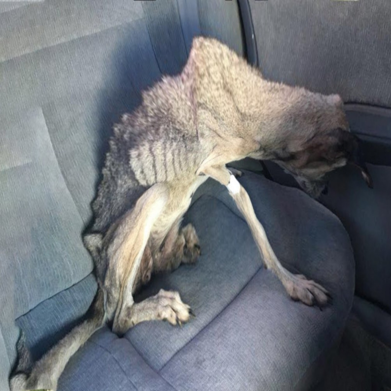 Neglected Dog Prince Finds Hope and Healing Thanks to Rescue and ...