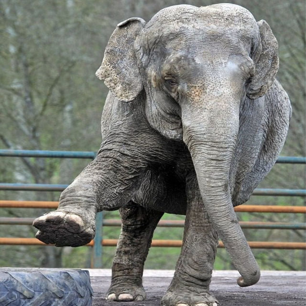 From Circus to Sanctuary: Anne the Elephant's New Journey