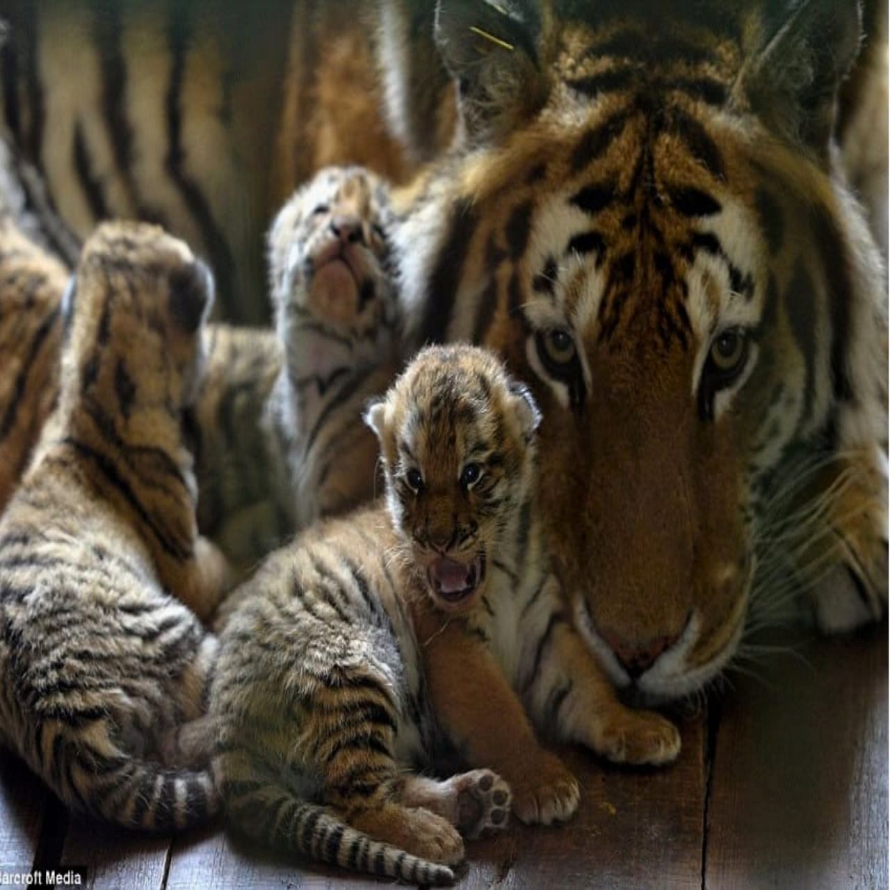 New Hope for Siberian Tigers: Four Adorable Cubs Born!