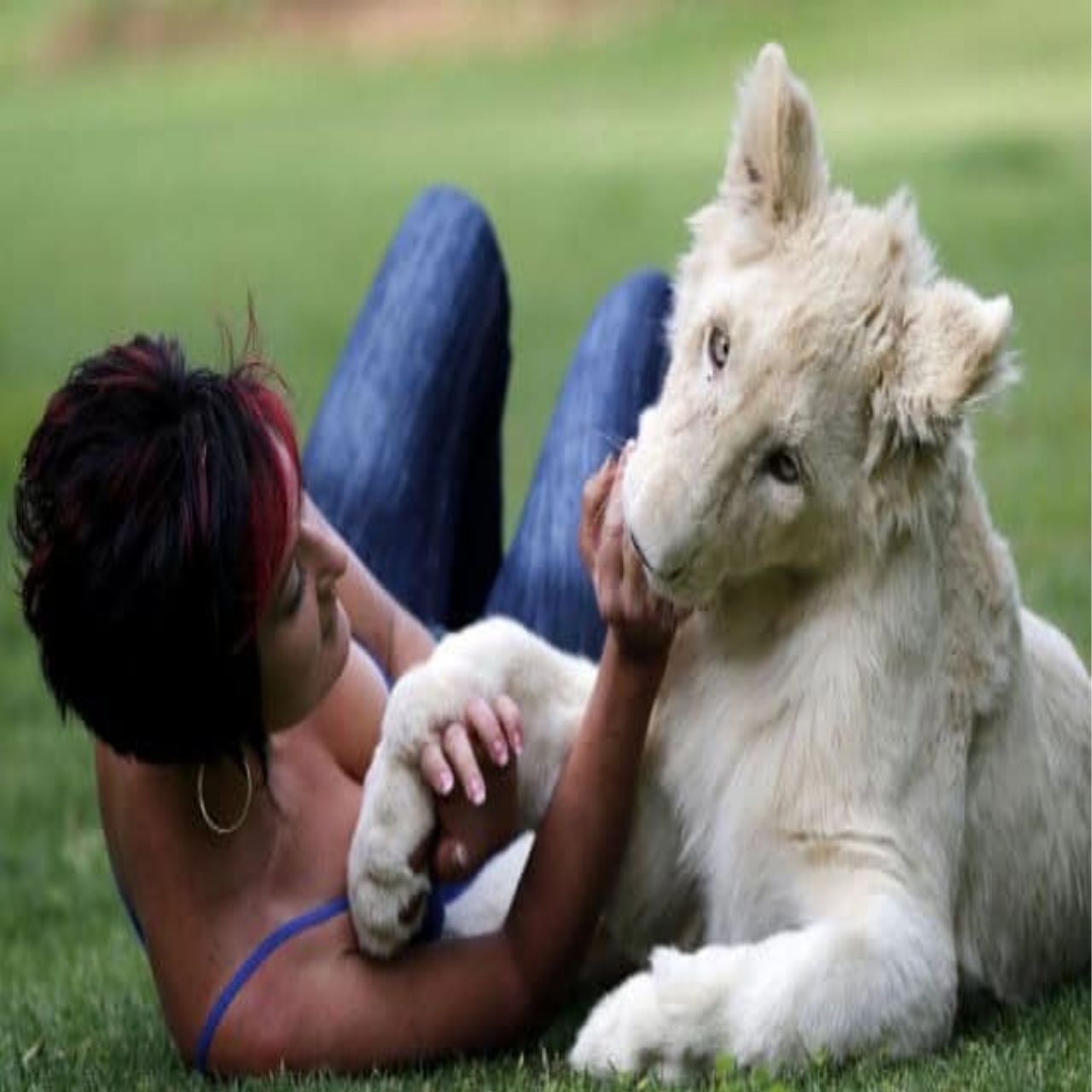 Living with a Lion Cub: Annel's Unconventional Pet Experience