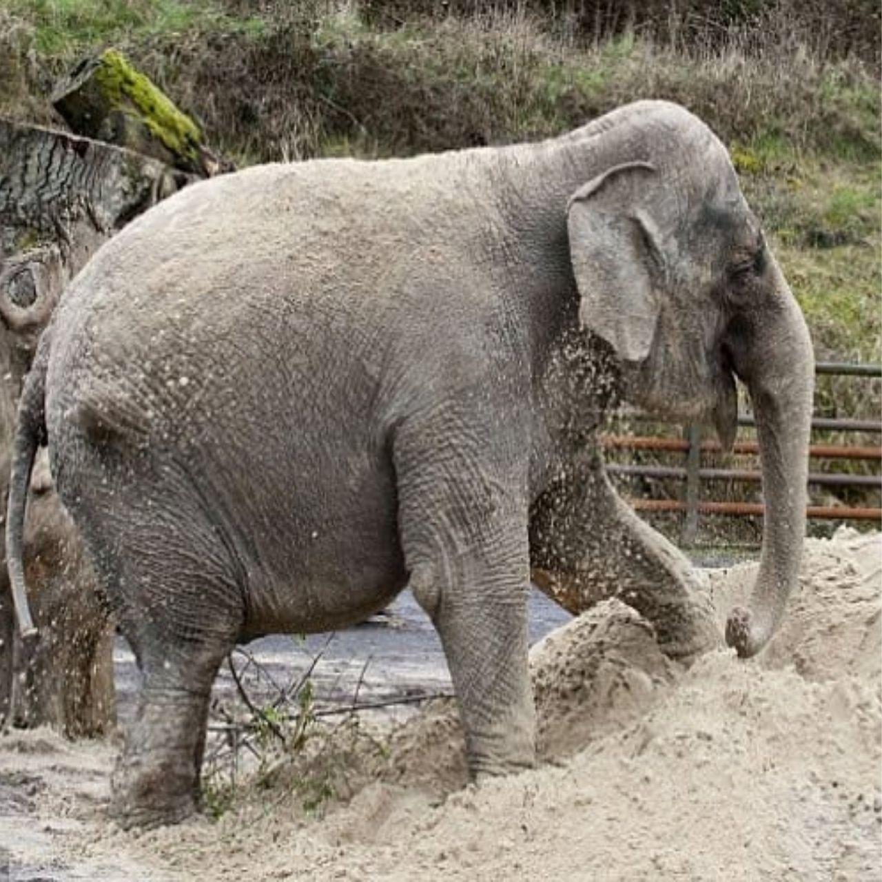 Anne the Elephant: A New Beginning at Longleat Safari Park