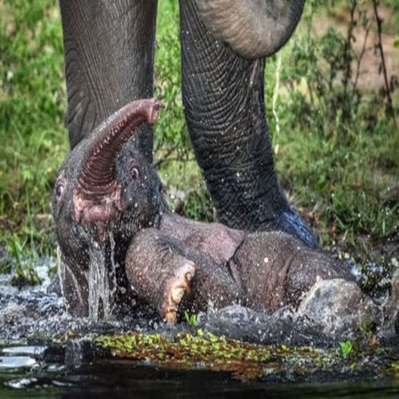 Heartwarming Rescue: Baby Elephant Saved by Its Caring Mother