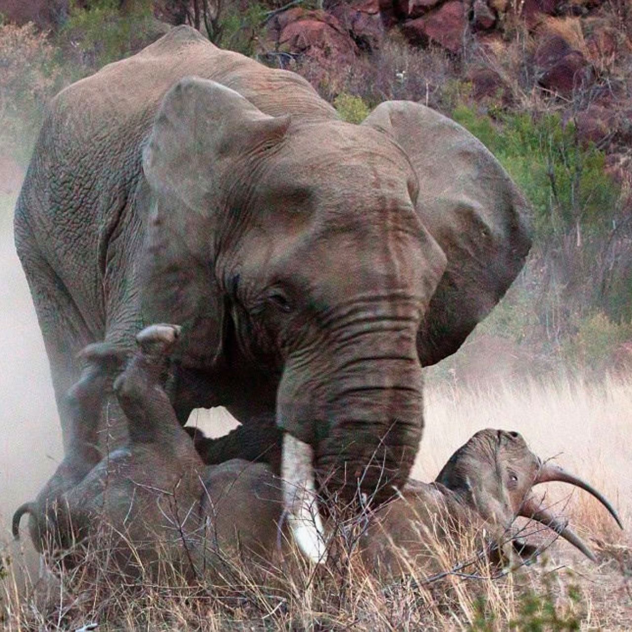 Dramatic Encounter: Elephant and Rhino in African Park
