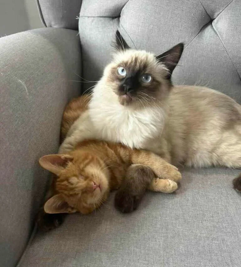 Blind Cat Stevie Finds Joy and Friendship in a Heartwarming Forever Home Tale