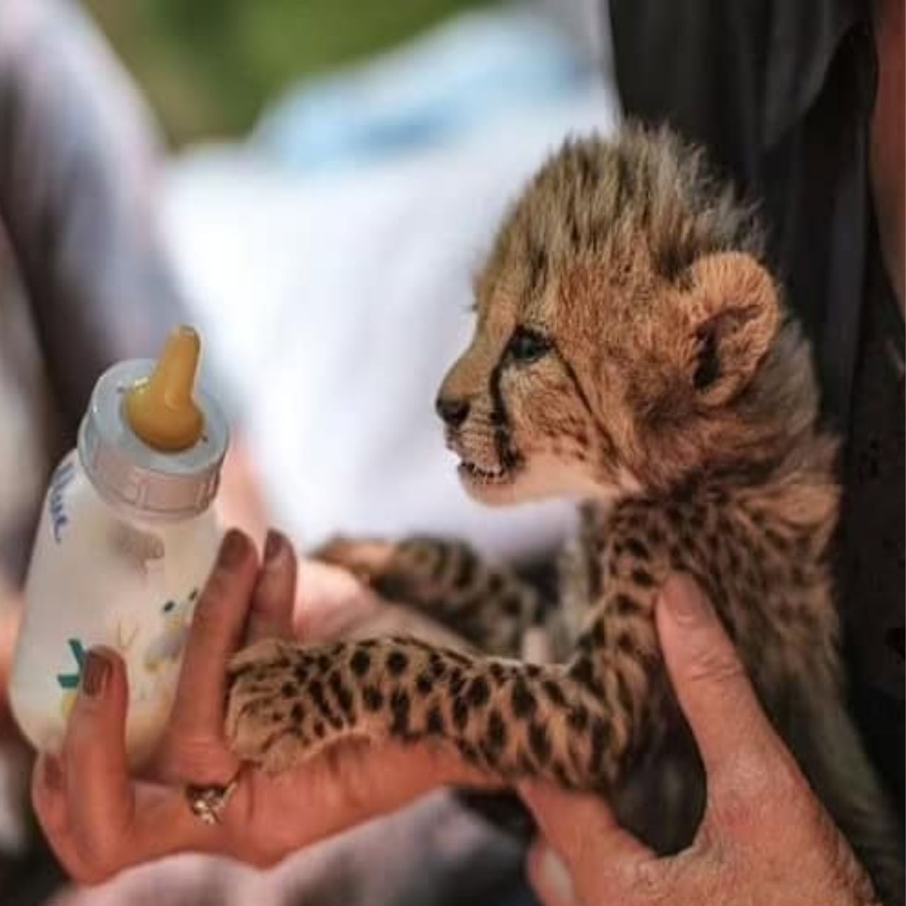 Protecting the Future of Cheetahs: A Race Against Time