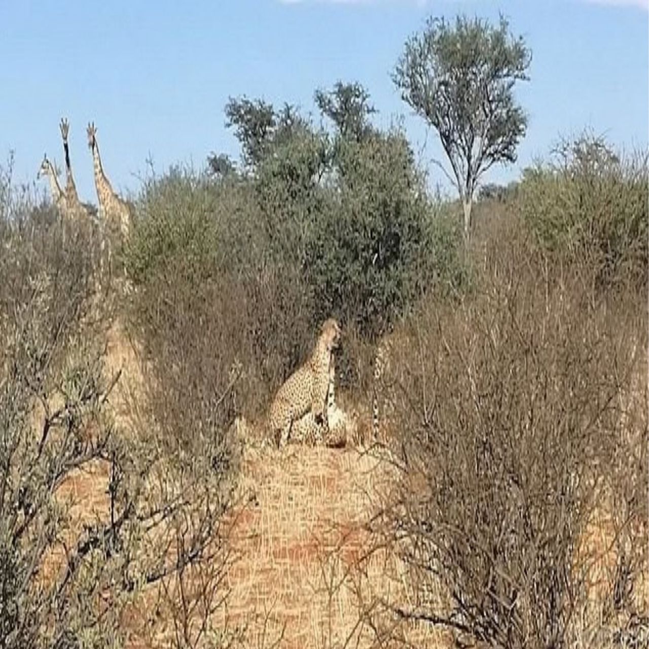 Rare Cheetah Mating Behavior Captured in the Kalahari Desert