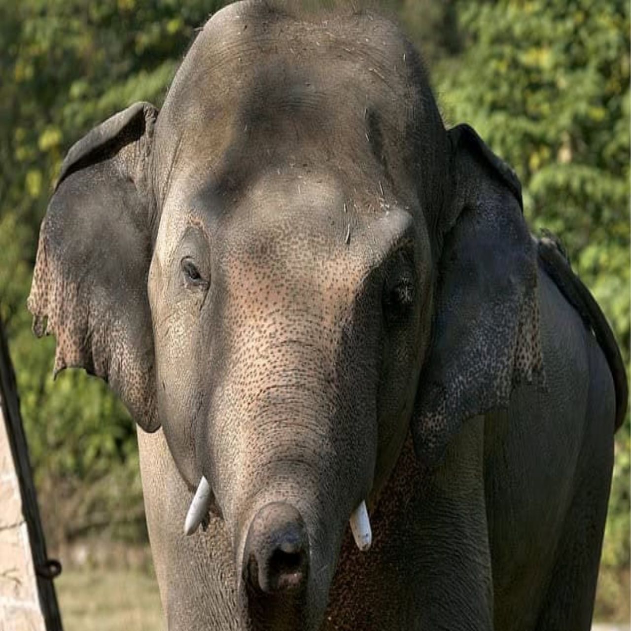 Cher’s Visit to Pakistan Marks New Hope for Kaavan the Elephant