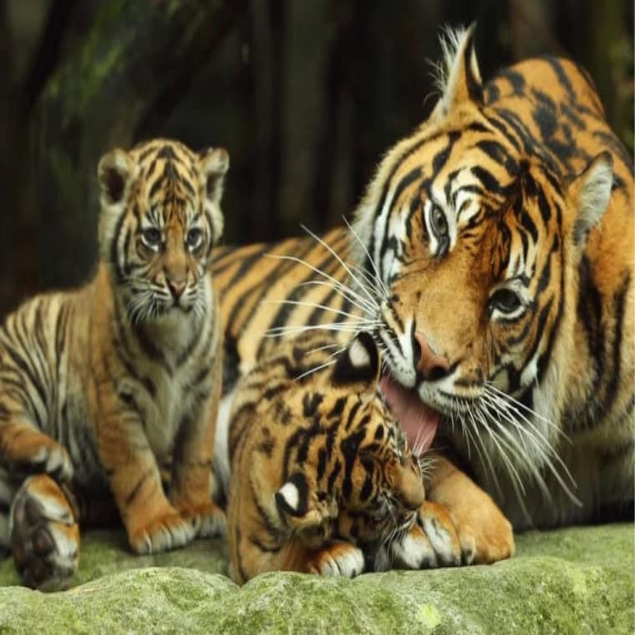 Exciting New Arrival: Sumatran Tiger Cubs at Chester Zoo