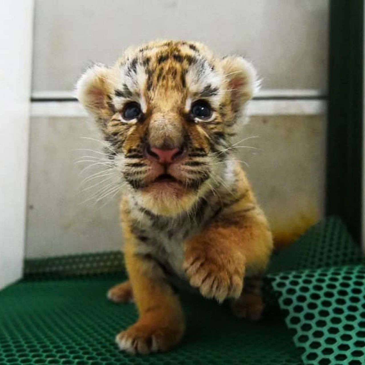 Over 50 Siberian Tiger Cubs Born in Conservation Breakthrough