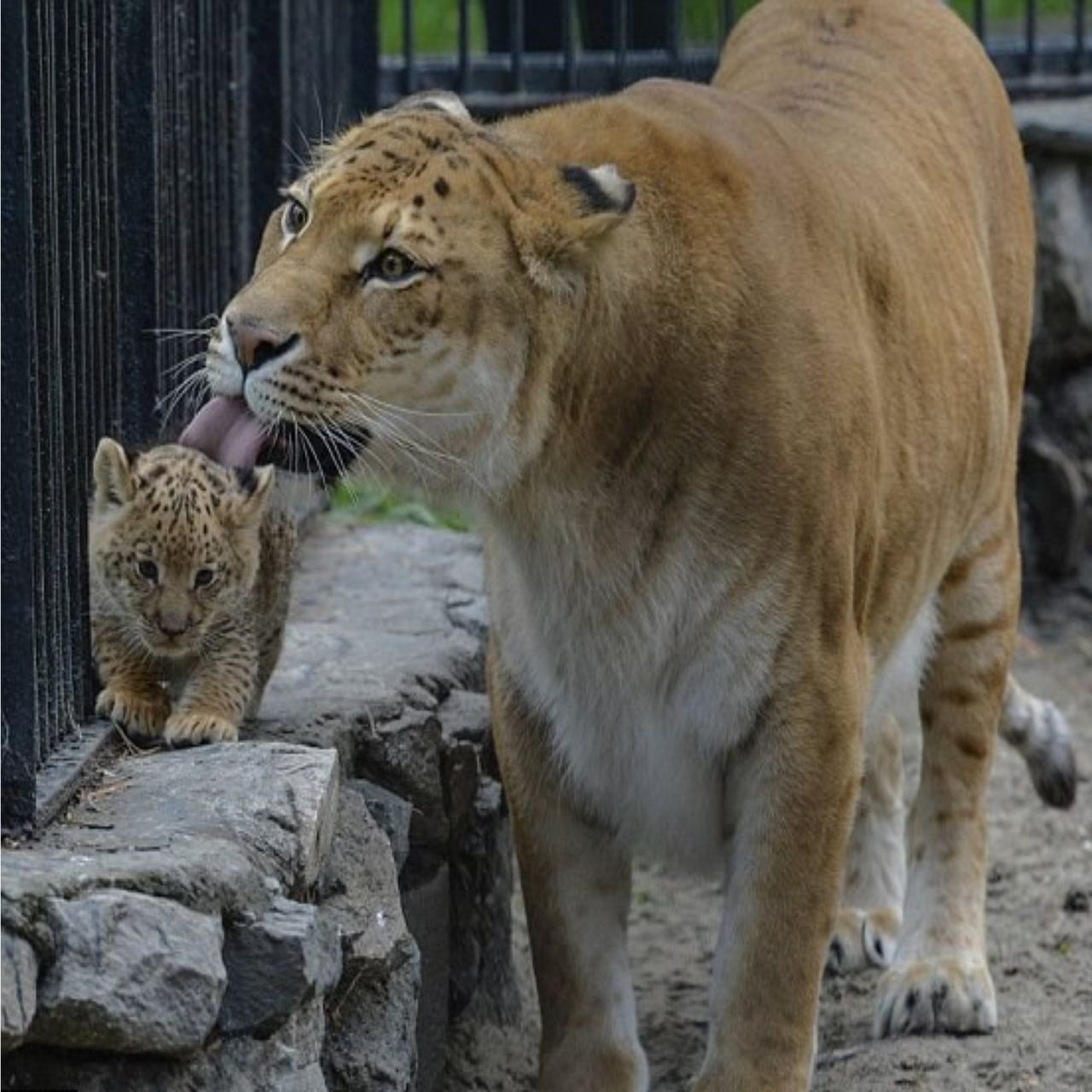 Discover the Enchanting World of Liligers: Nature's Unique Hybrids