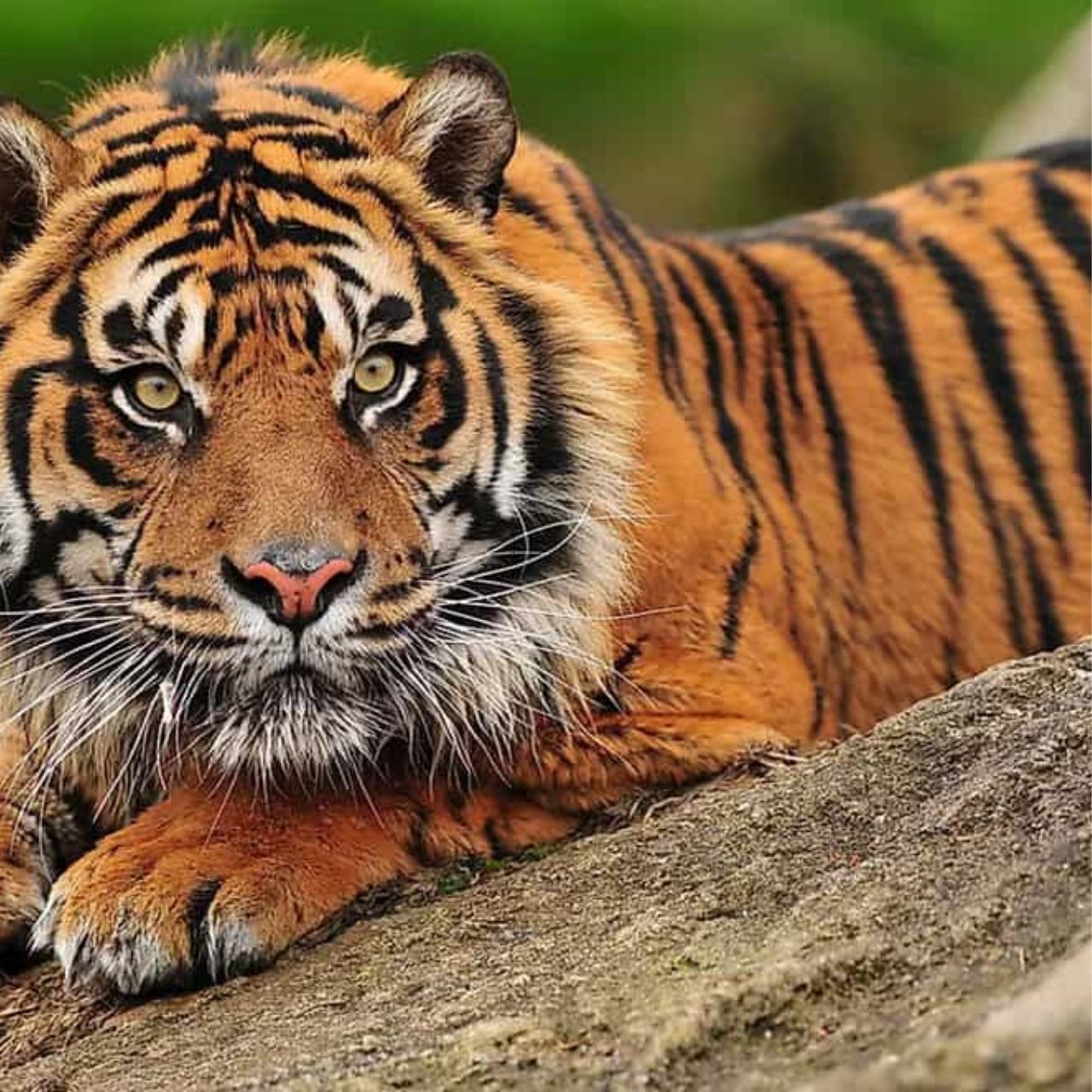 Discovering the Unique Sumatran Tiger: A Jewel of Indonesia's Wildlife