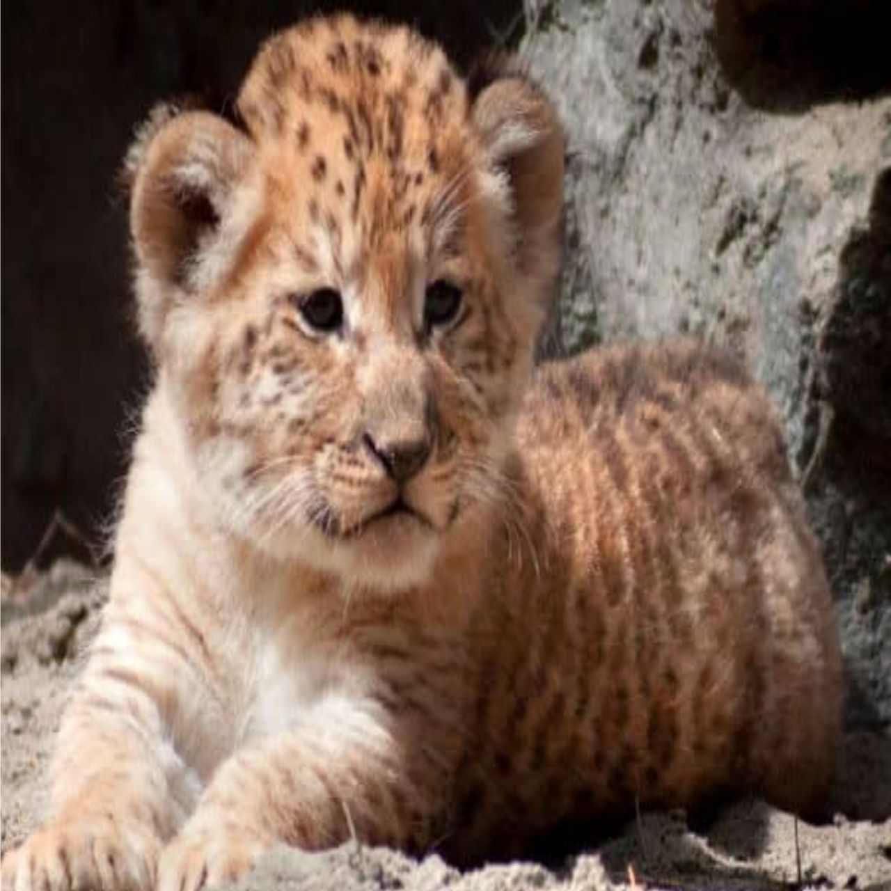 Discover the Enchantment of Liger Cubs: Nature's Unique Hybrid