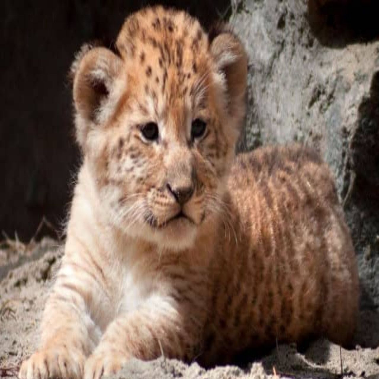 The Enchanting World of Liger Cubs: Nature's Rare Hybrid