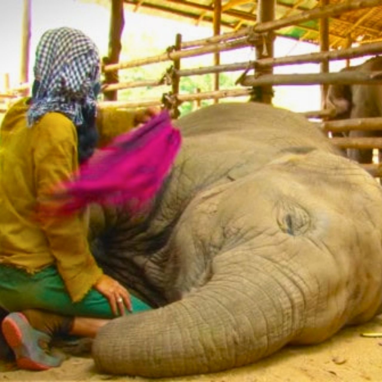 How Elephants Respond to Music at Elephant Nature Park