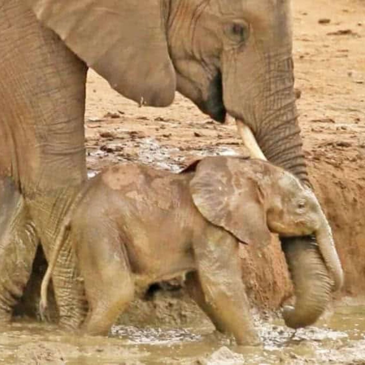 Elephants Showcase Incredible Teamwork in Heartwarming Rescue