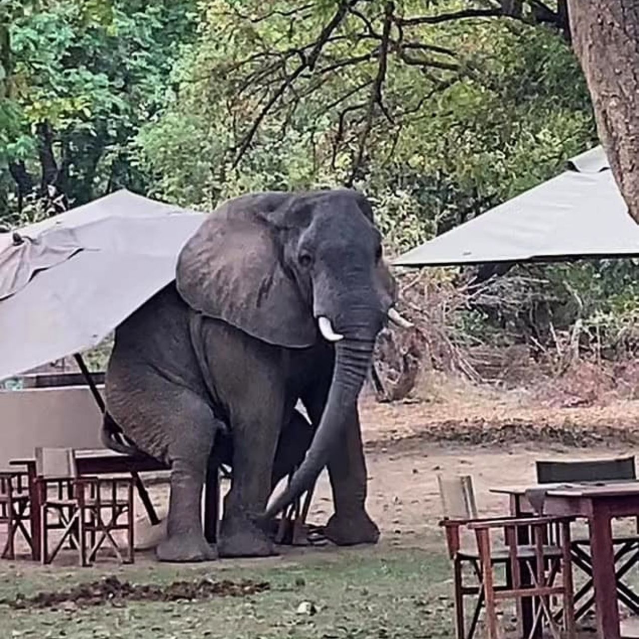 Unforgettable Café Visit: An Elephant's Surprise Break in Zambia