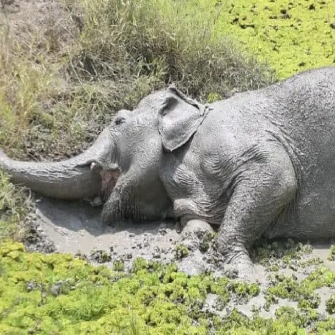 A Friendship Like No Other: The Heartwarming Bond of Two Rescued Elephants