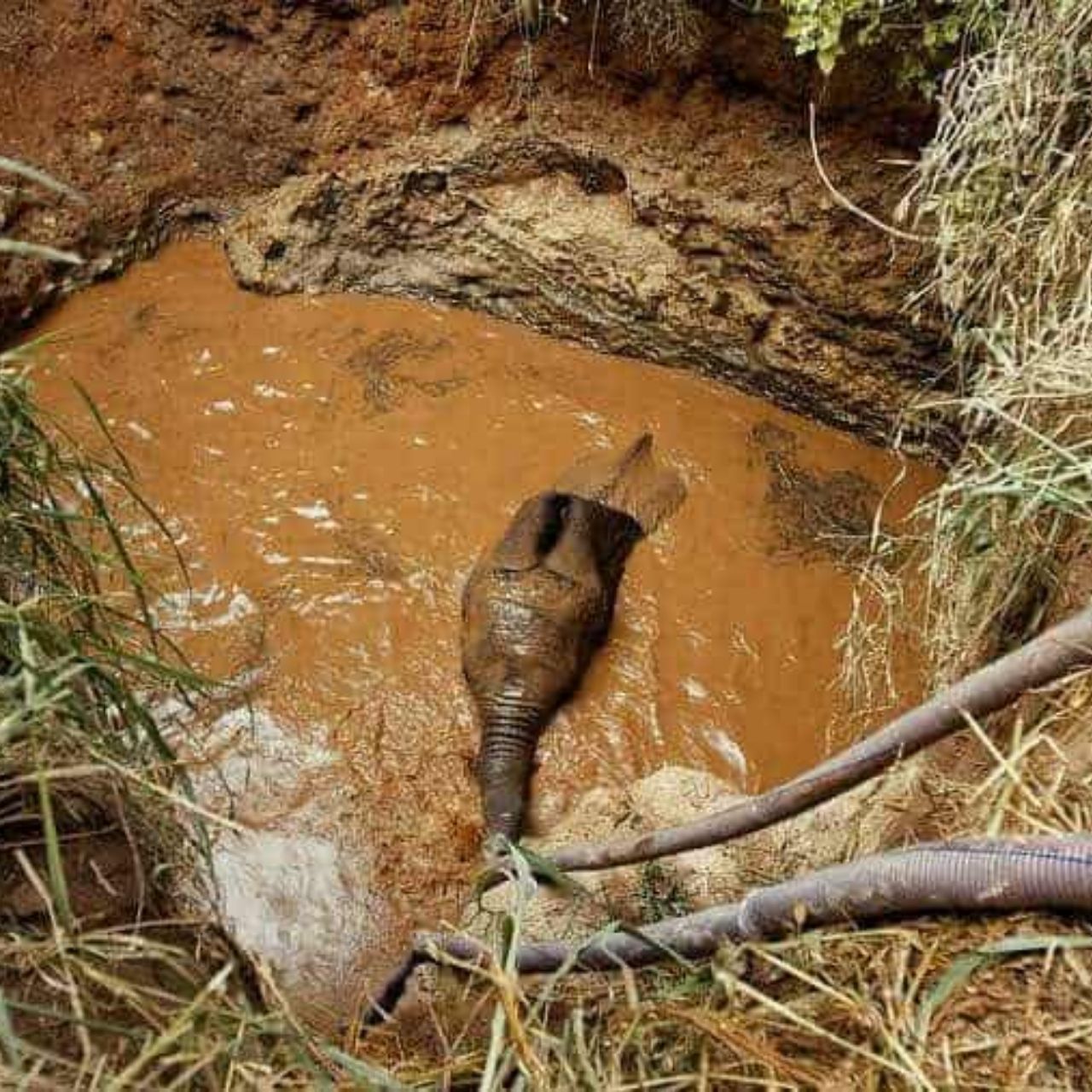 Brave Rescue: A Community Comes Together to Save a Trapped Elephant