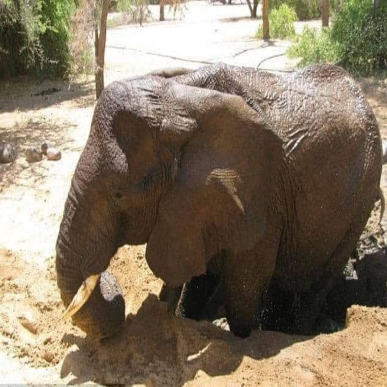 Teamwork Triumphs: Volunteers Unite to Free Elephant in Namibia