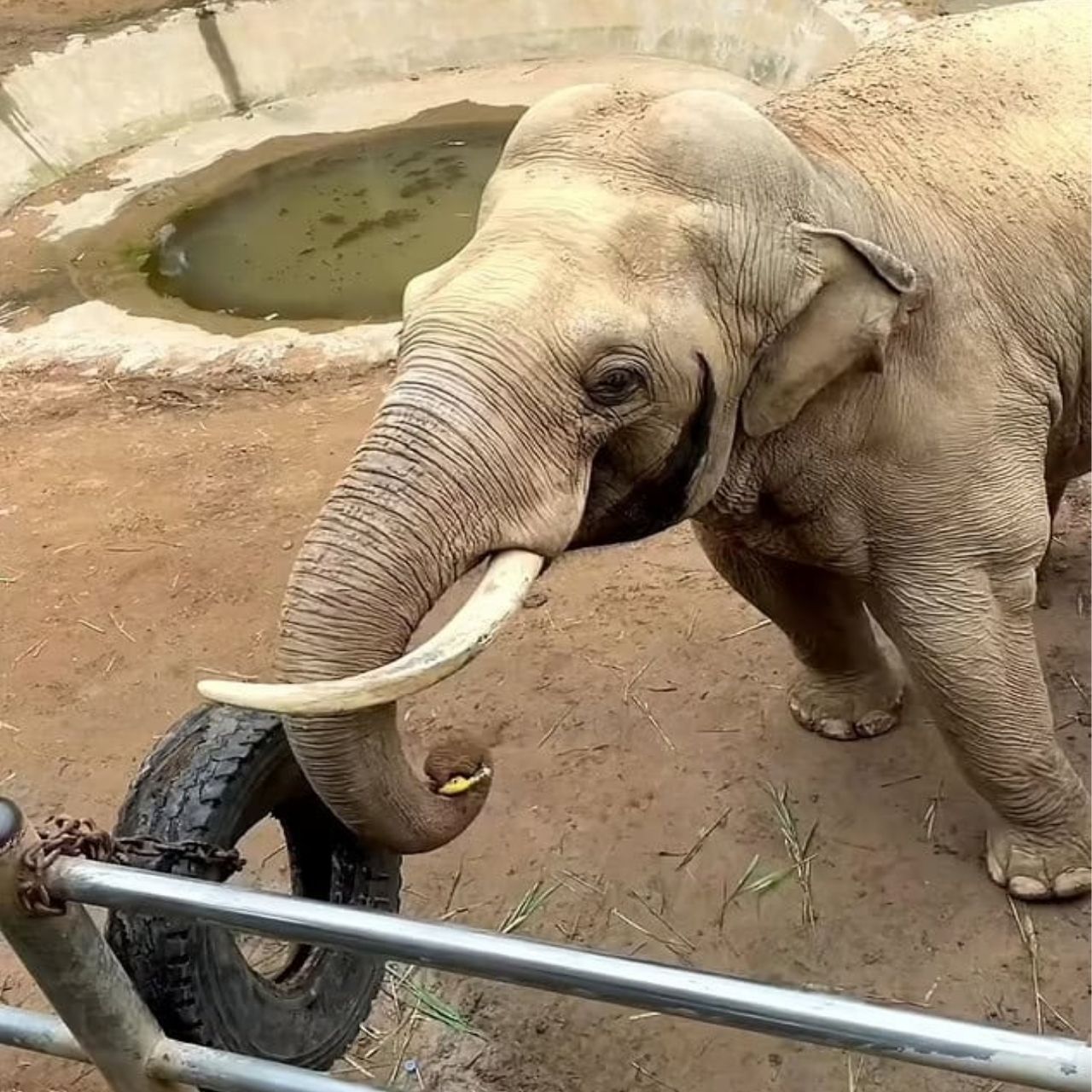 Elephant's Sweet Gesture: Returning a Lost Shoe to a Toddler