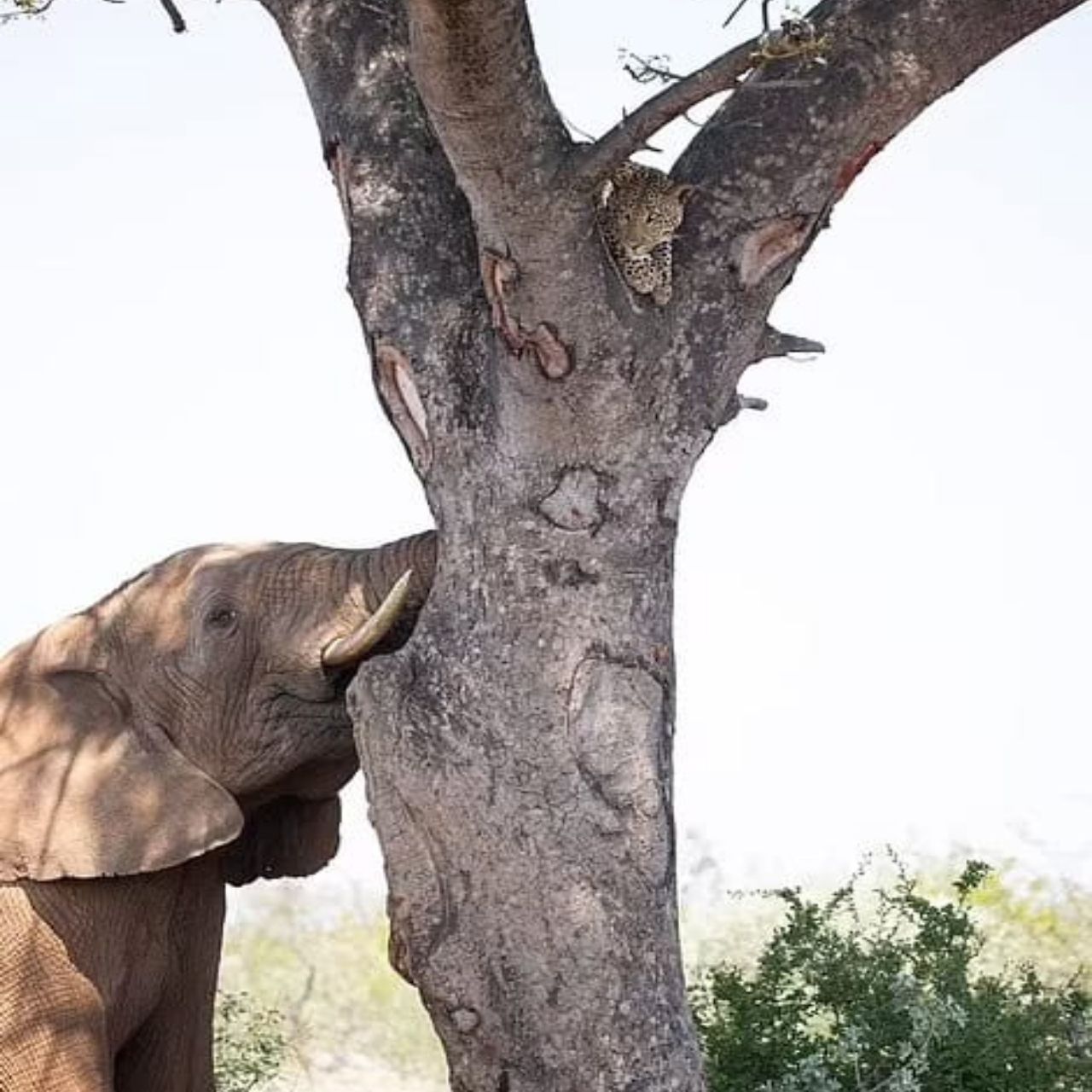 A Wild Encounter: Leopard Climbs Tree to Escape Elephant Chase