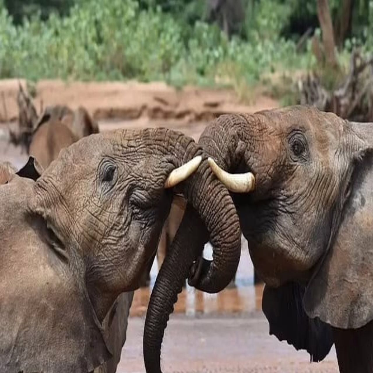 Elephants Communicate with Unique Vocal Names, Research Reveals