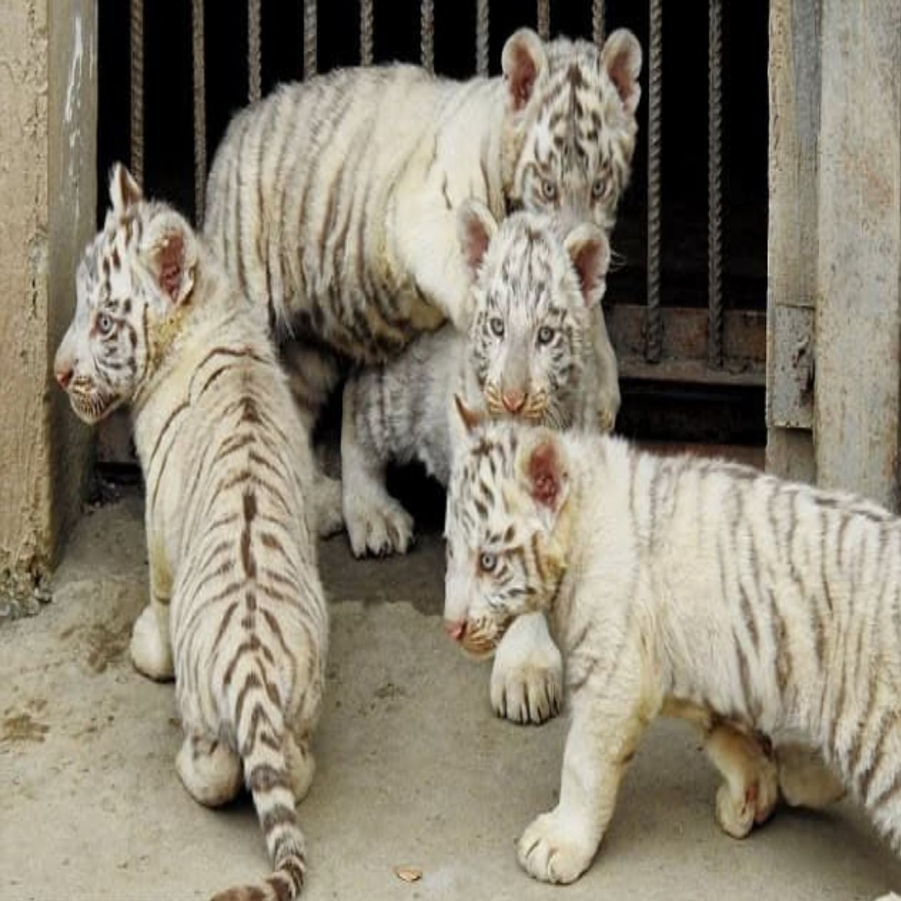 Discover the Enchantment of White Bengal Tiger Cubs at Taiyuan Zoo
