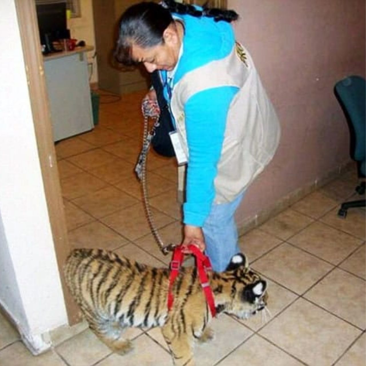 Authorities Intercept Bengal Tiger Being Walked on a Leash in Tijuana